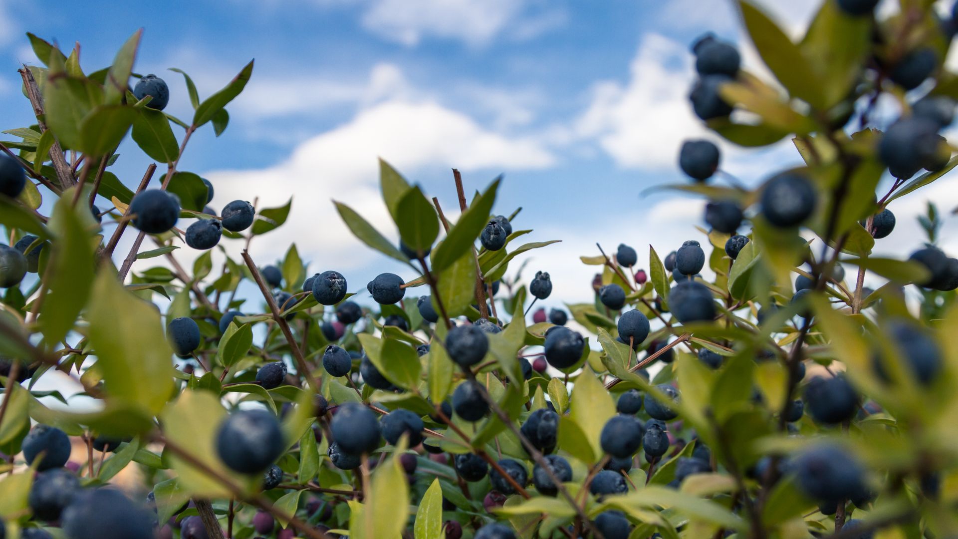 Myrtaceae - Parco Monte Arci