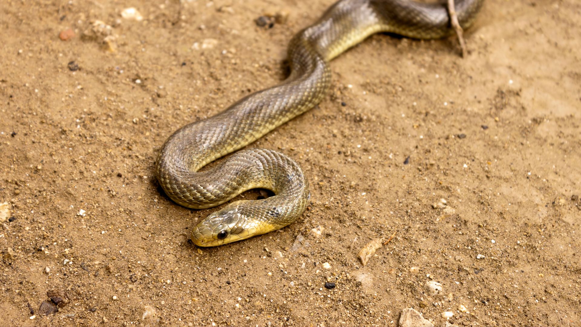 Natrix maura - Parco Monte Arci